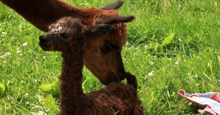 Alpaca Birth Video